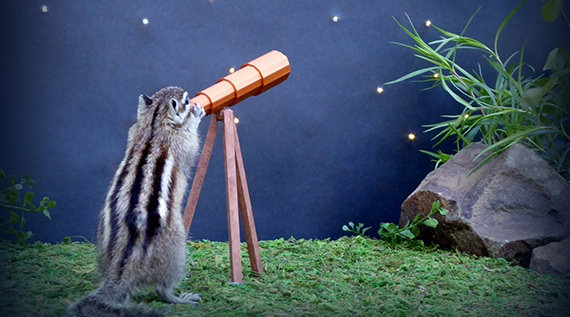 Cheerful chipmunks take center stage