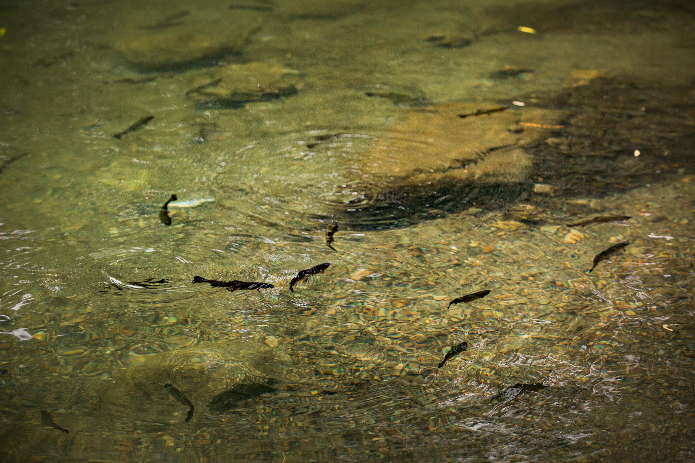 Recreational fishing at Lake Spokane | Avista Connections